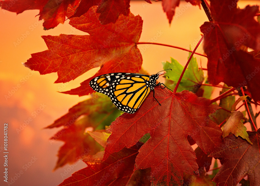 Monarch butterfly on fall maple leaves during migration Stock Photo ...