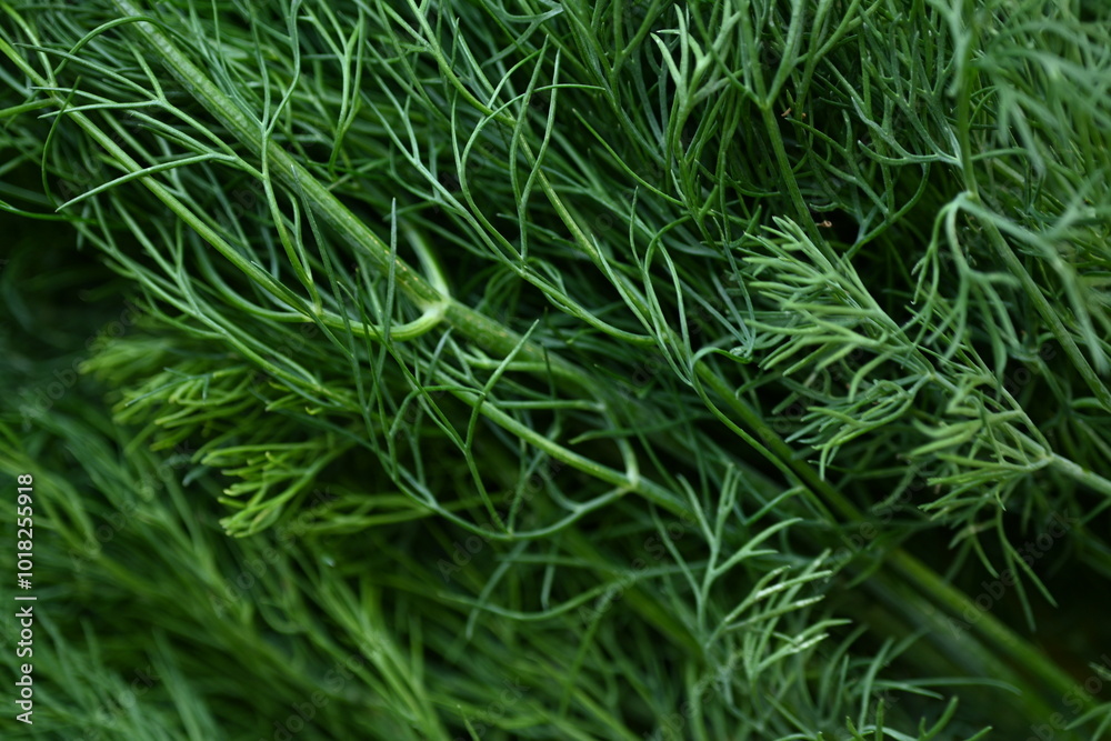 bunch of dill macro texture, close up texture of green dill, macro ...