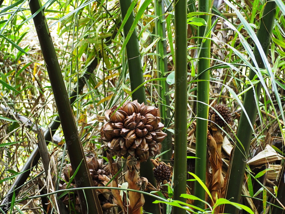 Nypa is palm tree that grows in mangrove forests. Nipa palm fruits are ...