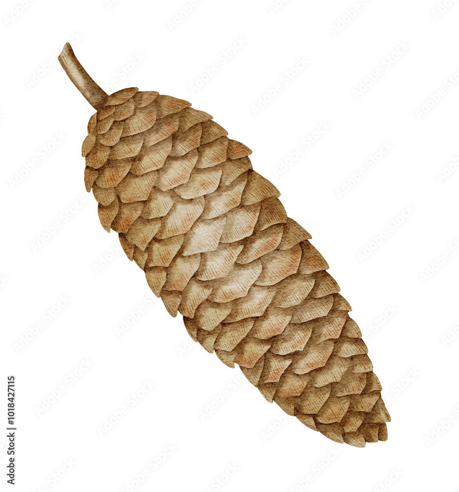 Watercolor illustration of Christmas tree Cone. Drawing of forest ...