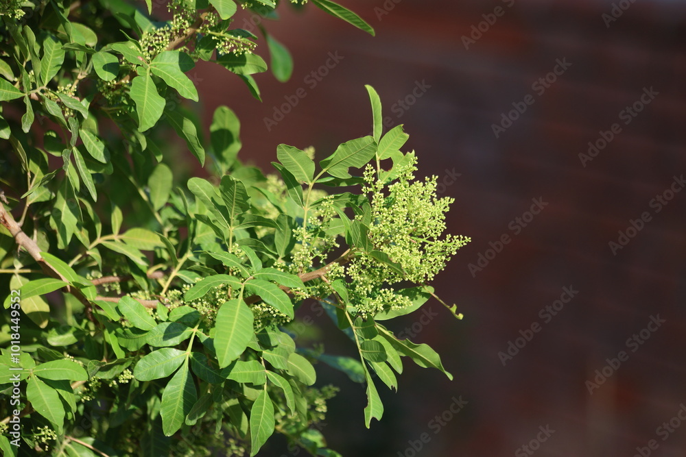 flowers and leaves of schinus terebinthifolius raddi tree Stock Photo ...