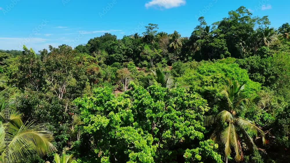 Distancing from green trees and palm trees among them. Lush greenery at the backdrop of blue sky ...