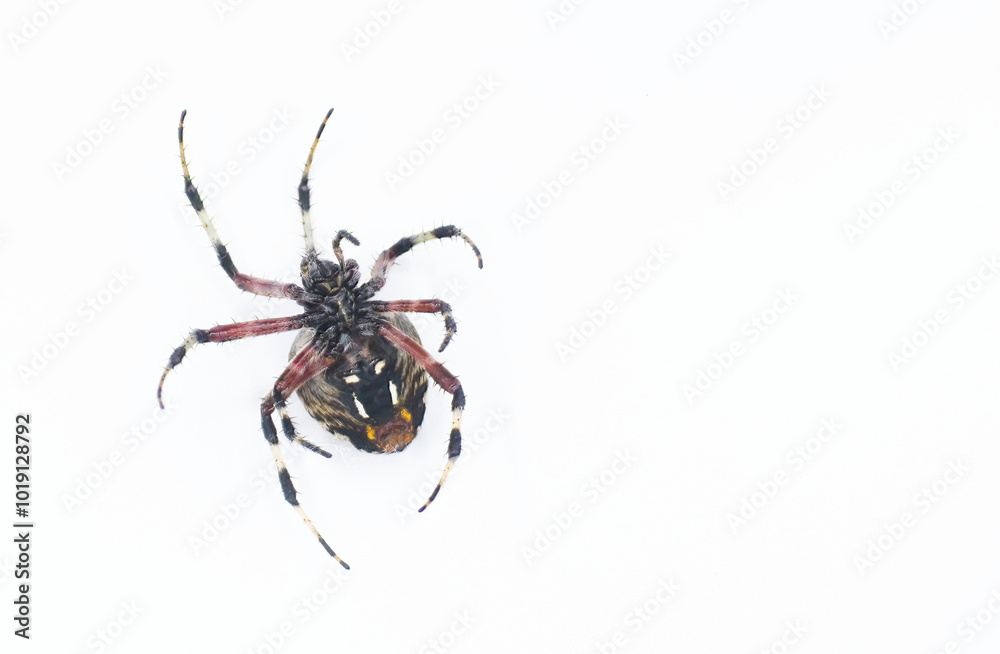 Gravid Female adult red femured spotted orbweaver spider - Neoscona ...