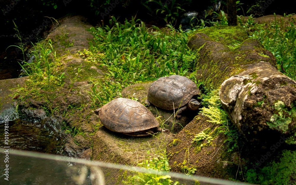 Tuntong Sungai or Southern River Terrapin, River Turtle with Smooth ...