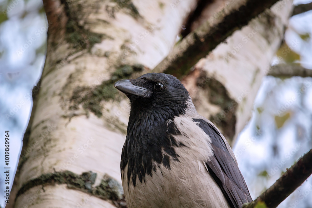 Corvus cornix is a Eurasian bird species in the crow genus Stock Photo ...