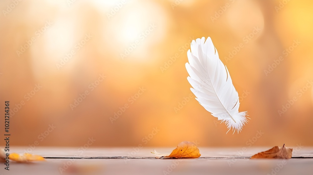 30091830 09 Feathers flutter down in a gentle fall softly touching the ...