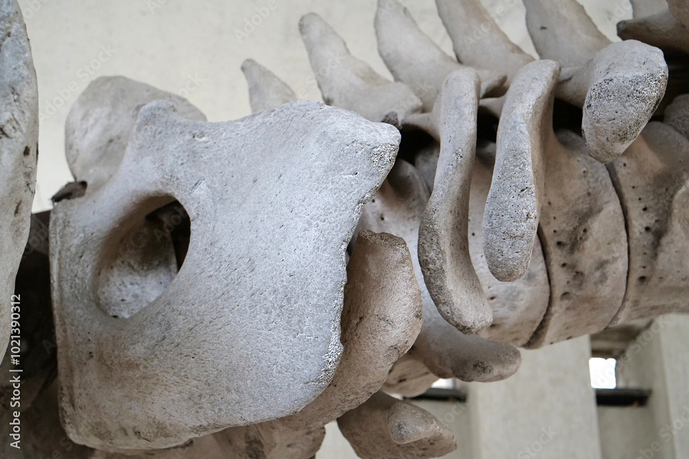 Big grey skeleton of big blue whale. Whale spine. Real whale bones ...