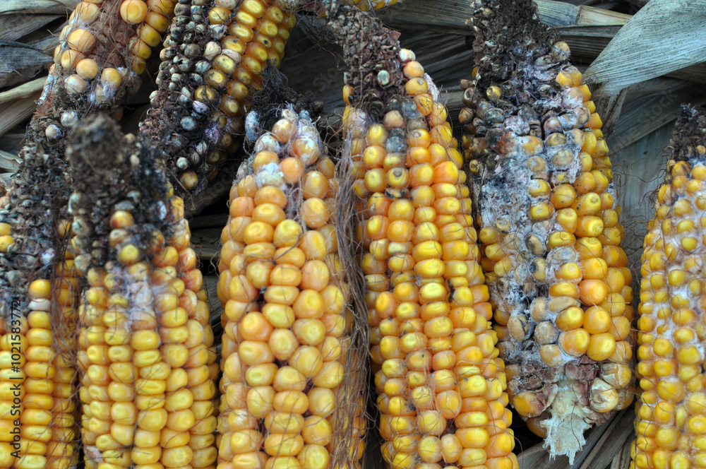Corn cobs are affected by fusarium - the causative agent of Fusarium ...