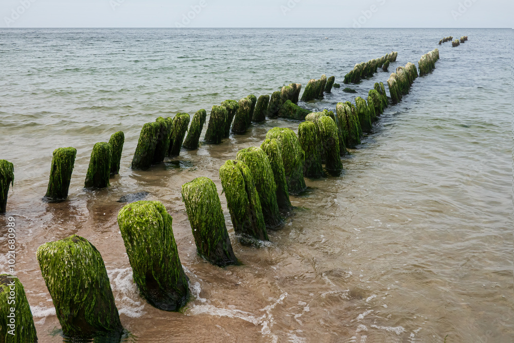 An old breakwater groyne made of leaning logs on the Baltic Sea. The ...