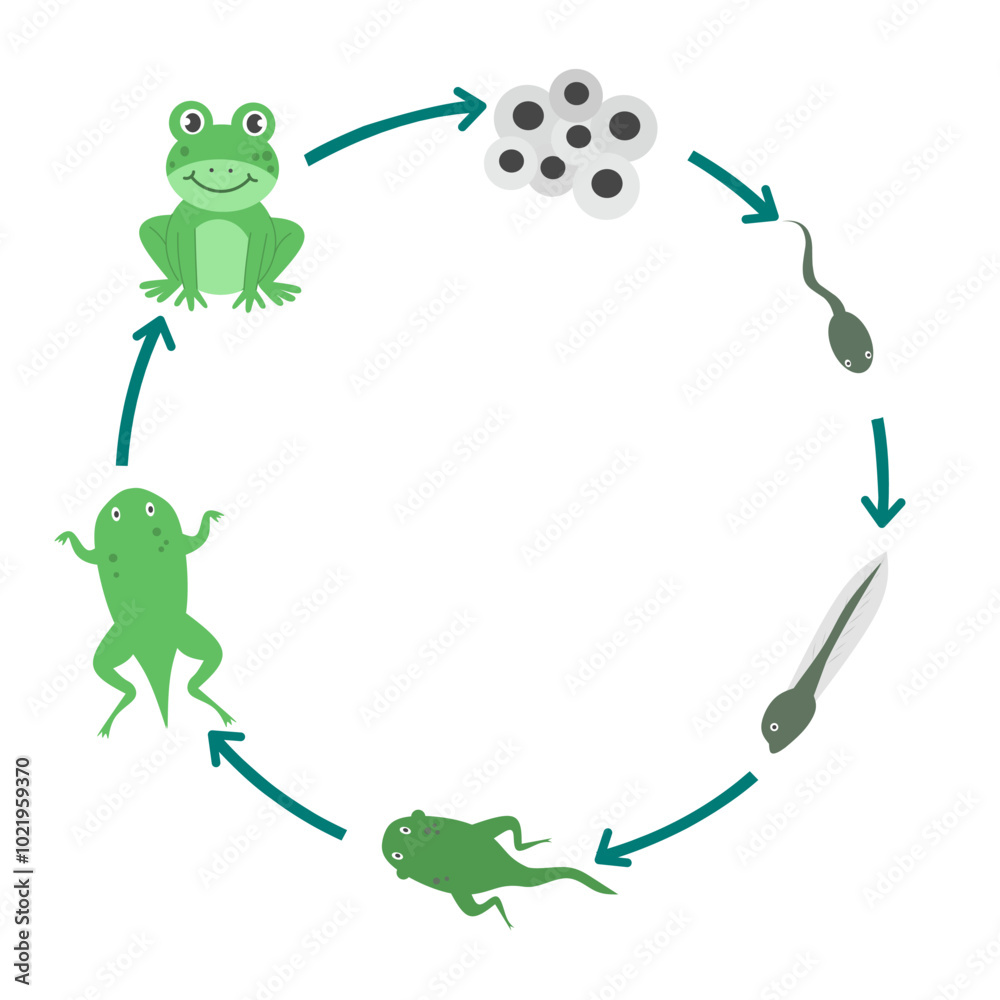 Illustration of life cycle a frog , life cycle of a frog cartoon Stock ...