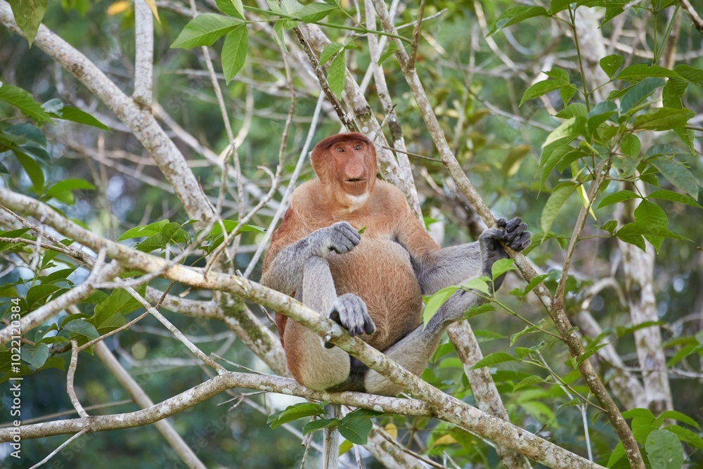The unique Proboscis Monkeys of Bako National Park, Sarawak Province ...