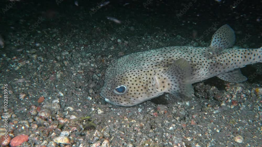The spiny fish swims at night near the bottom of the tropical sea ...