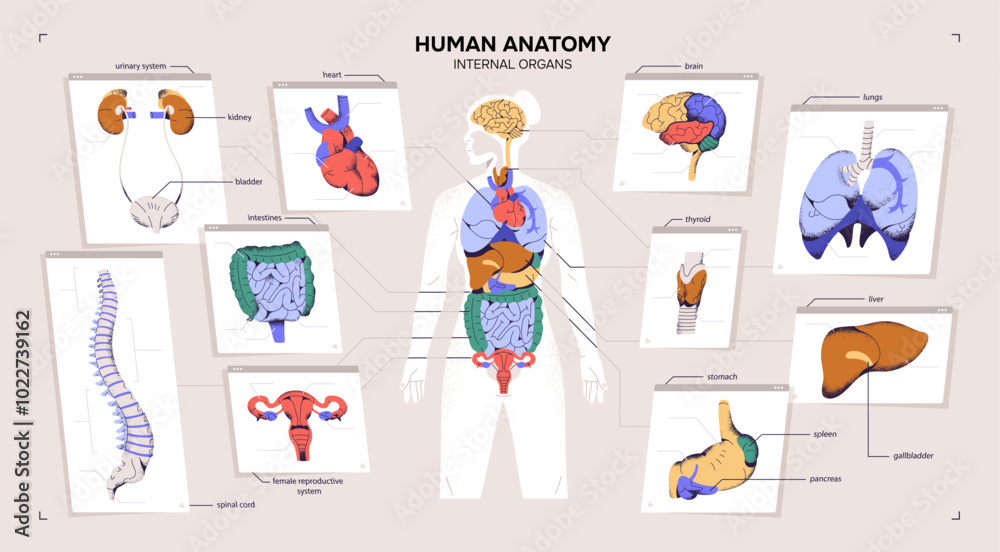 Human anatomy chart. Graph of female body with internal organs- heart ...