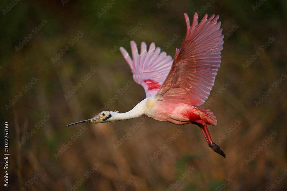 Roseate Spoonbill Flying with Wings Spread over Wetlands Stock Photo ...