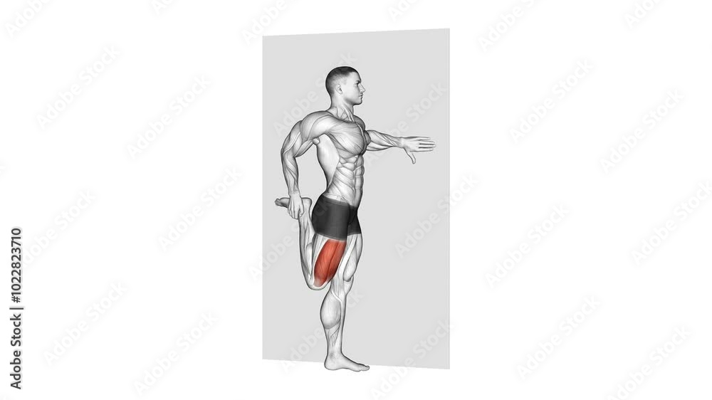 quadriceps stretch 3d anatomy exercise motion graphic muscle highlight ...