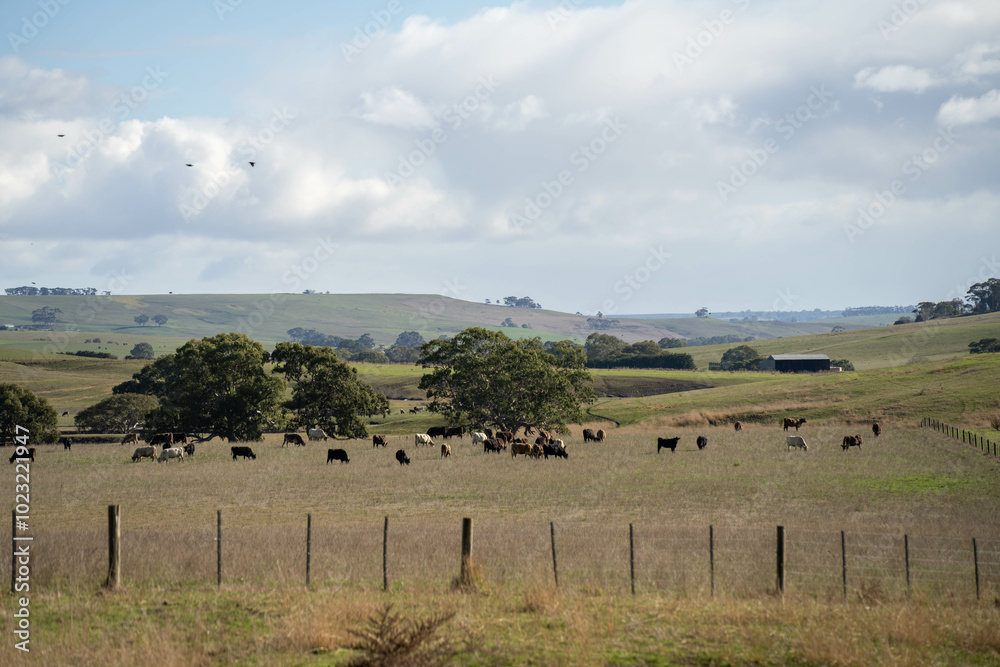 beautiful cattle in Australia eating grass, grazing on pasture. Herd of ...
