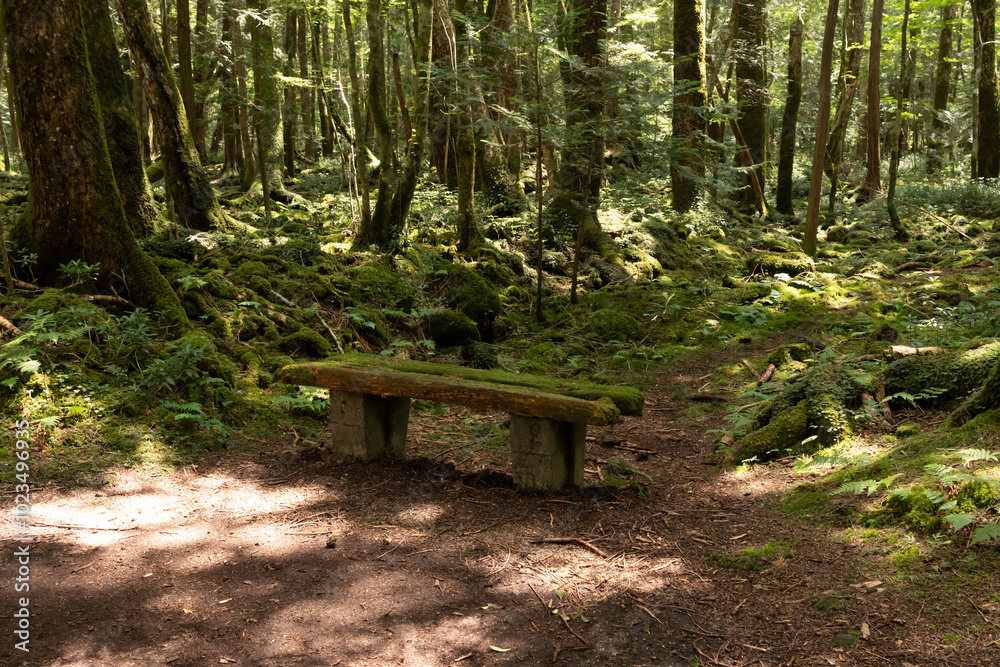 This moss covered bench was sitting in the Aokigahara Forest in Japan ...