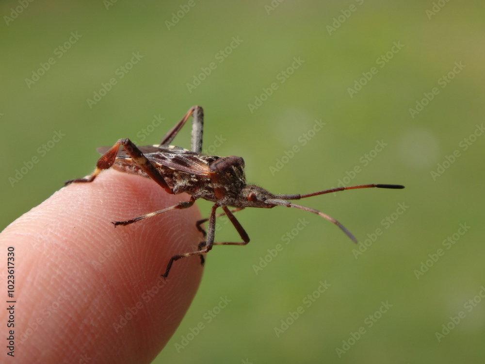 Title: The western conifer seed bug (Leptoglossus occidentalis) sitting ...