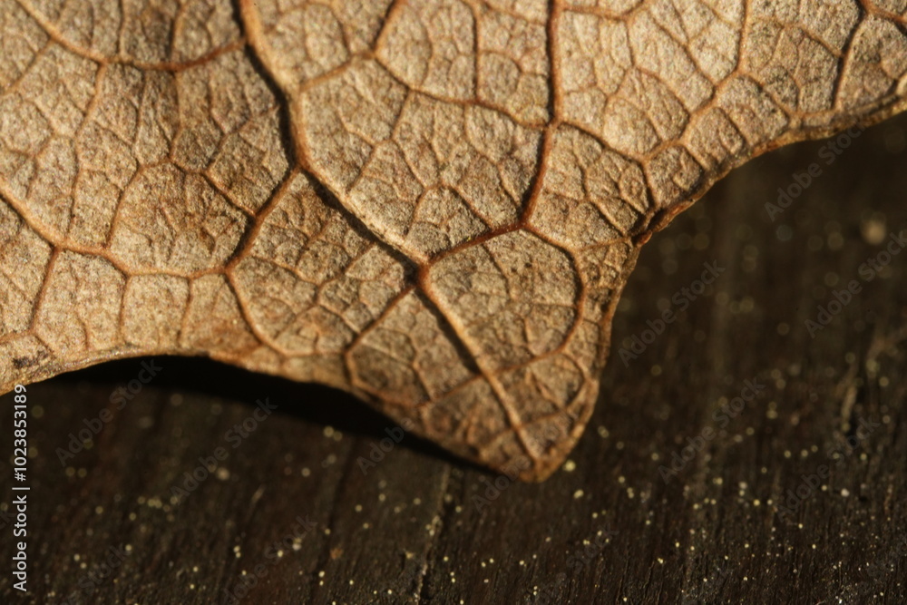 Very close-up detail of a dead leaf that fell to the ground in the fall ...