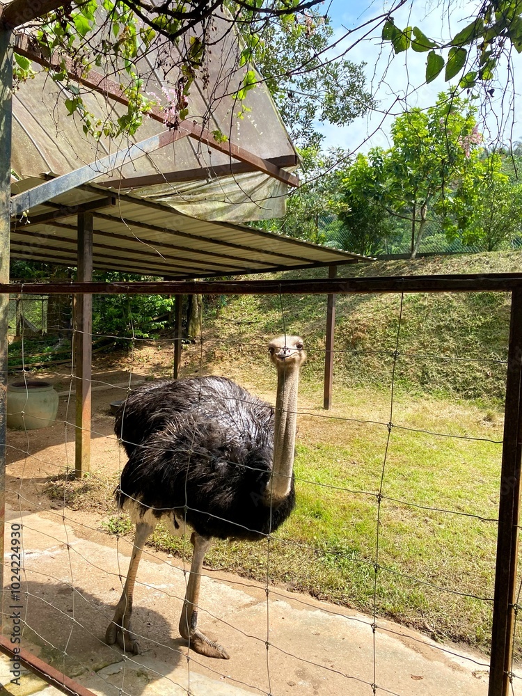 Ostrich standing in the mini zoo. Ostrich is the largest and heaviest ...