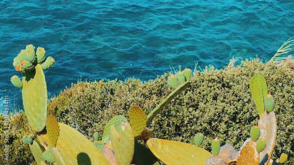 A large flowering cactus on the background of a blue water landscape on ...