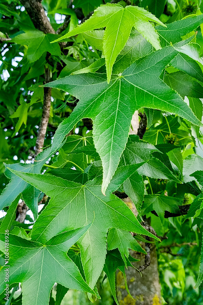 Closeup of the summer green maple-like leaves of the garden tree ...