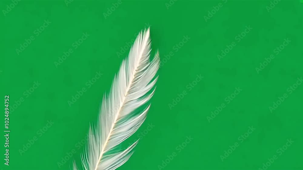 White feather gently rotates against a green screen backdrop, serving ...
