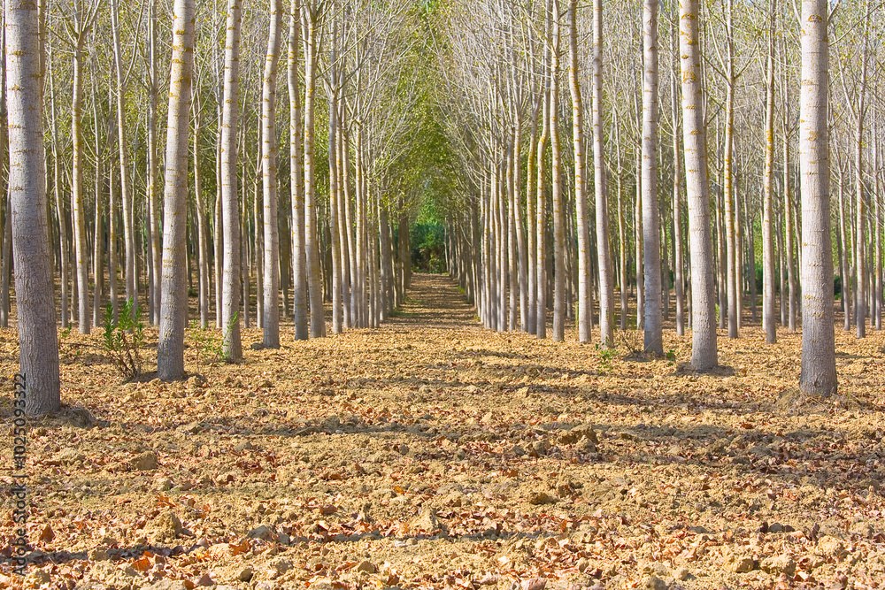 Poplar tree cultivation with trees and green grass - These trees are ...