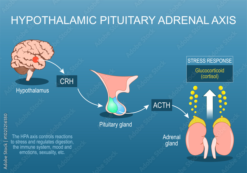 Poster Hypothalamic Pituitary Adrenal Axis Wall Art Ukposters