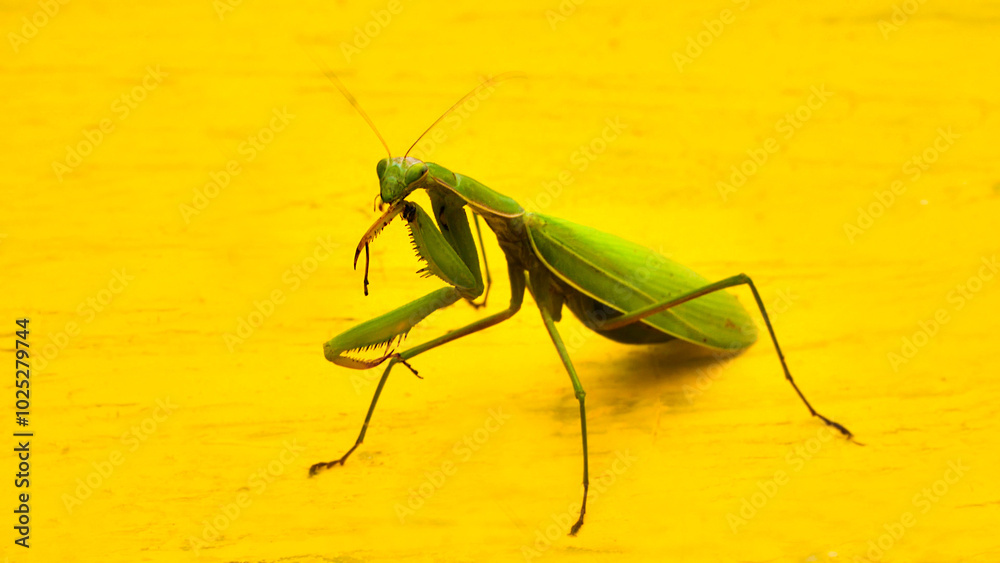 Common mantis on the wall of a hive. Common praying mantis, Mantis ...
