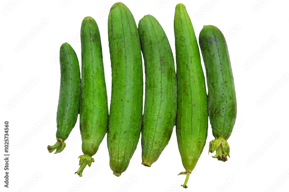 Group of Long, green Sponge gourd with ridges and smooth skin on ...