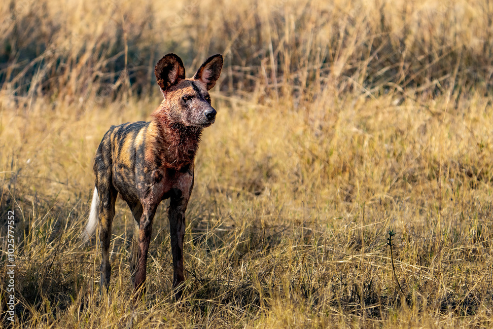 African Wild Dog, Lycaon pictus, african painted dog with bloody head ...