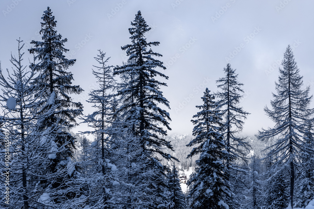Tall coniferous trees dusted with snow rise against a pale winter sky ...