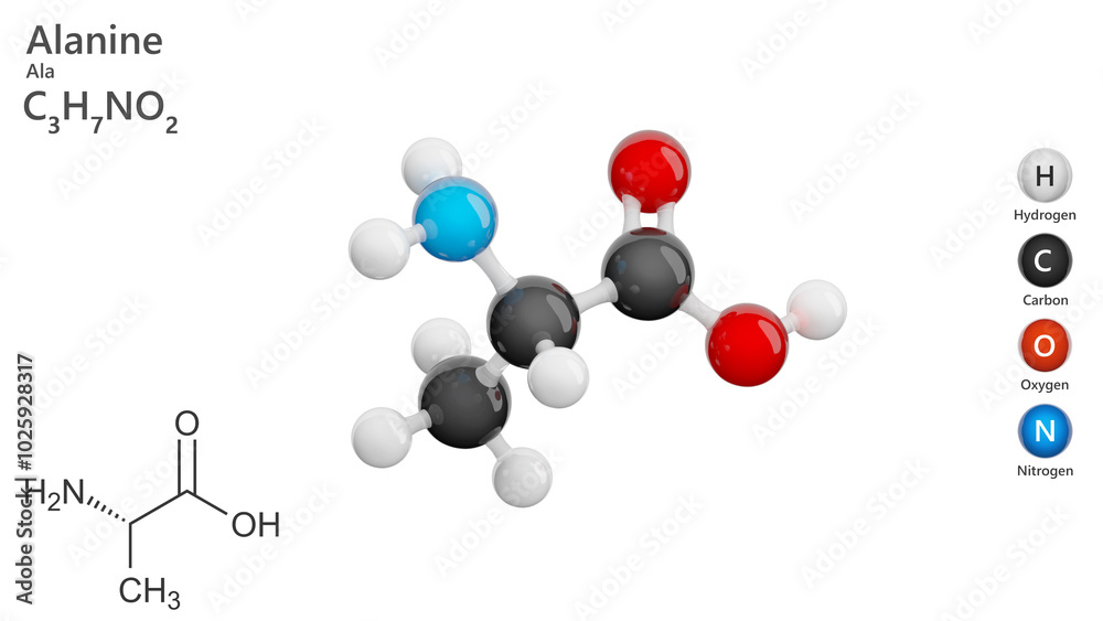 Molecule of Alanine C3H7NO2, is a non-essential amino acid that occurs ...