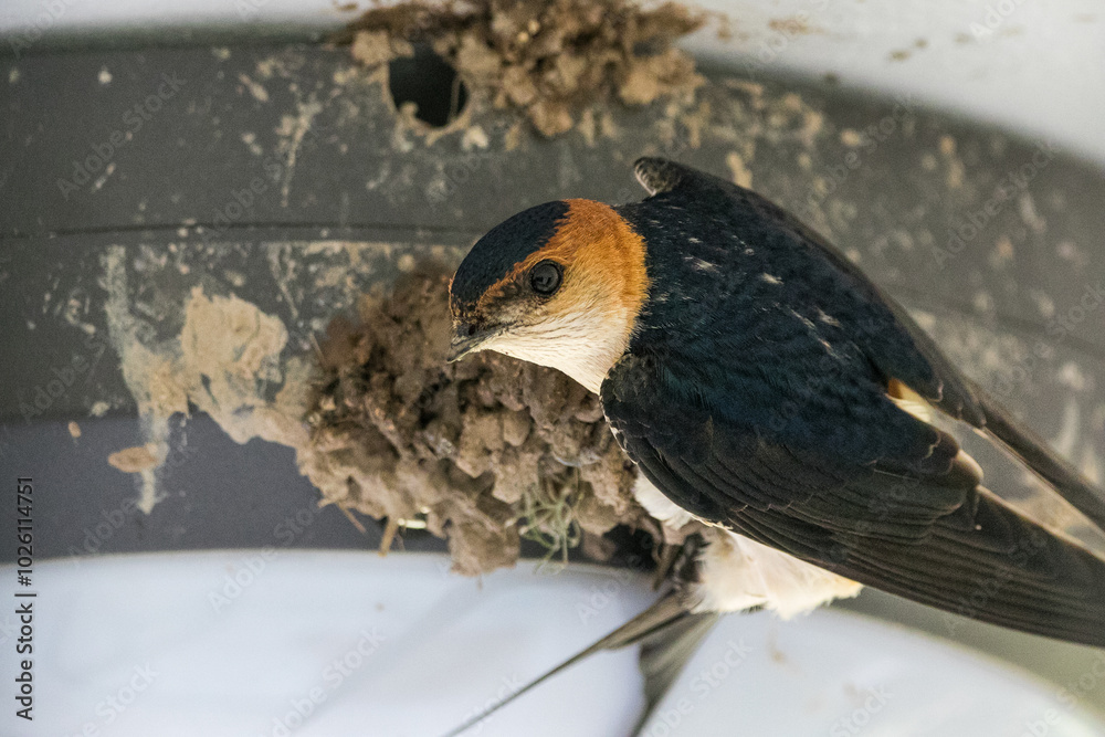 Swallow building nest under a ledge during springtime in an urban ...