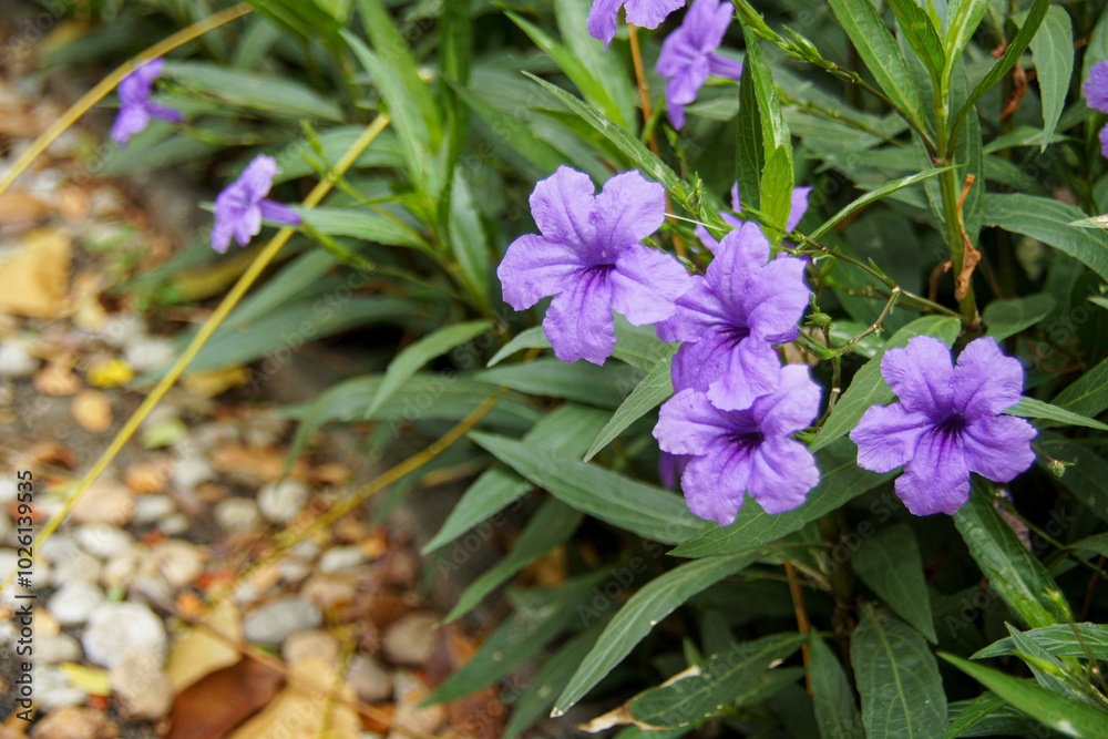 Ruellia tuberosa, also known as minnieroot, fever root, snapdragon root ...