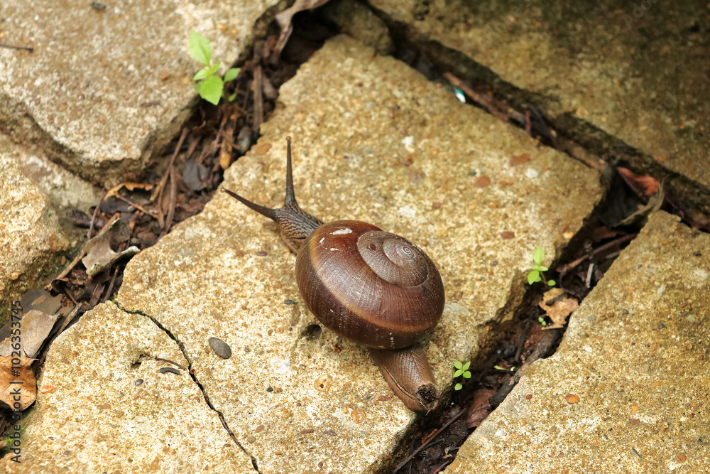 Creeping Along the Falls: A Snail's Journey by Bou Sra Stock Photo ...