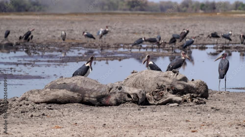 Haunting footage of dead hippos submerged in the last remnants of a ...