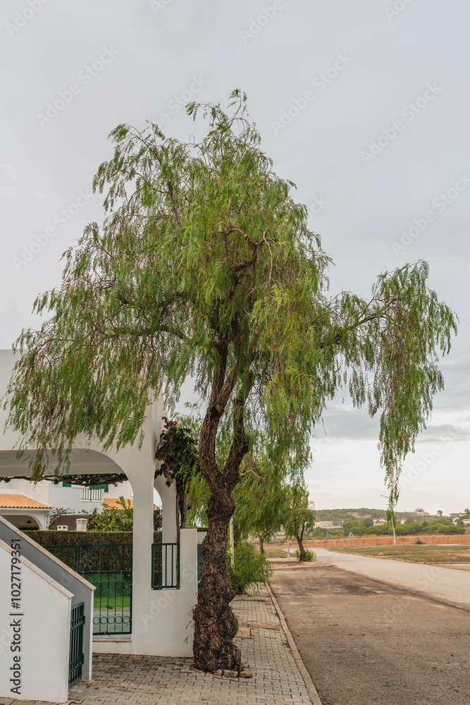 Peruvian pepper tree with weeping branches and feathery green leaves ...