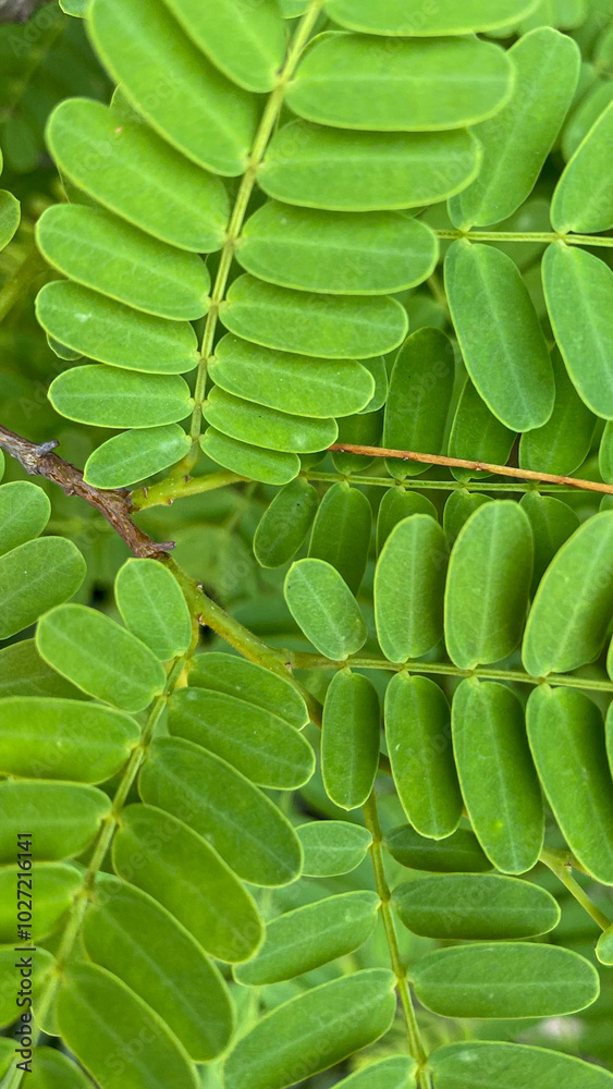 Mimosa pudica leaf closed up, green leaf grown, the sensitive compound ...