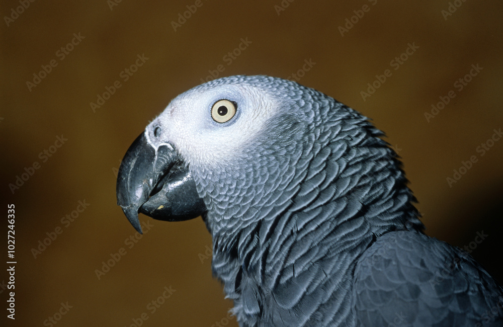Perroquet jaco, Perroquet gris du Gabon, .Psittacus erithacus, Grey ...