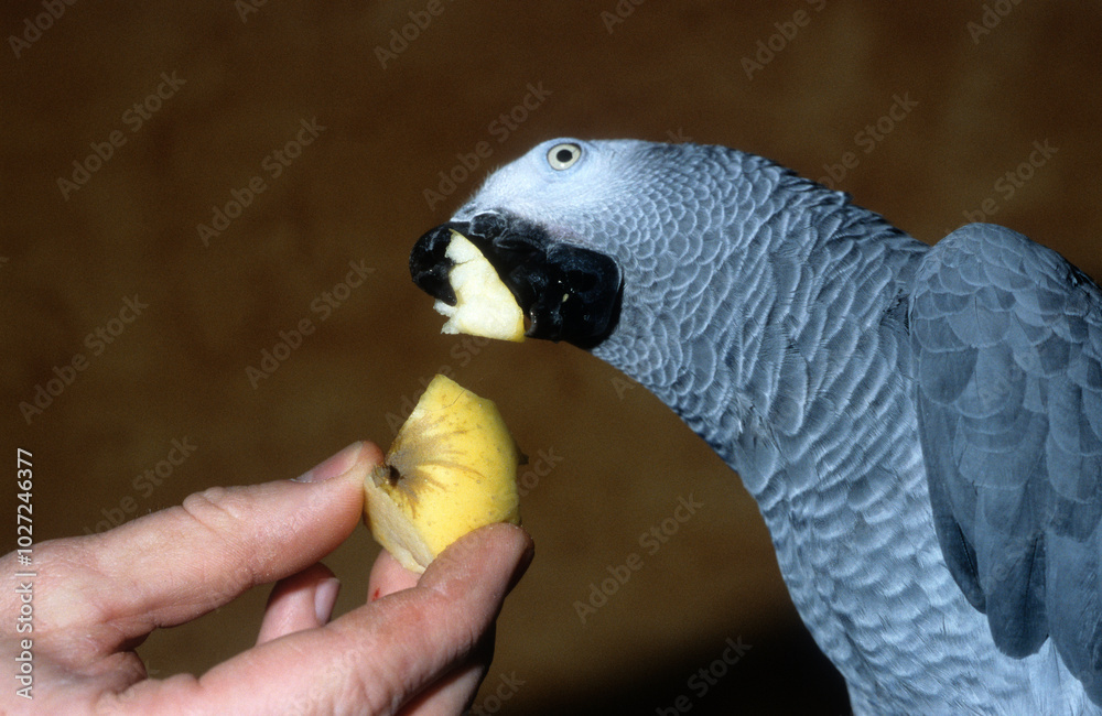 Perroquet jaco, Perroquet gris du Gabon, .Psittacus erithacus, Grey ...