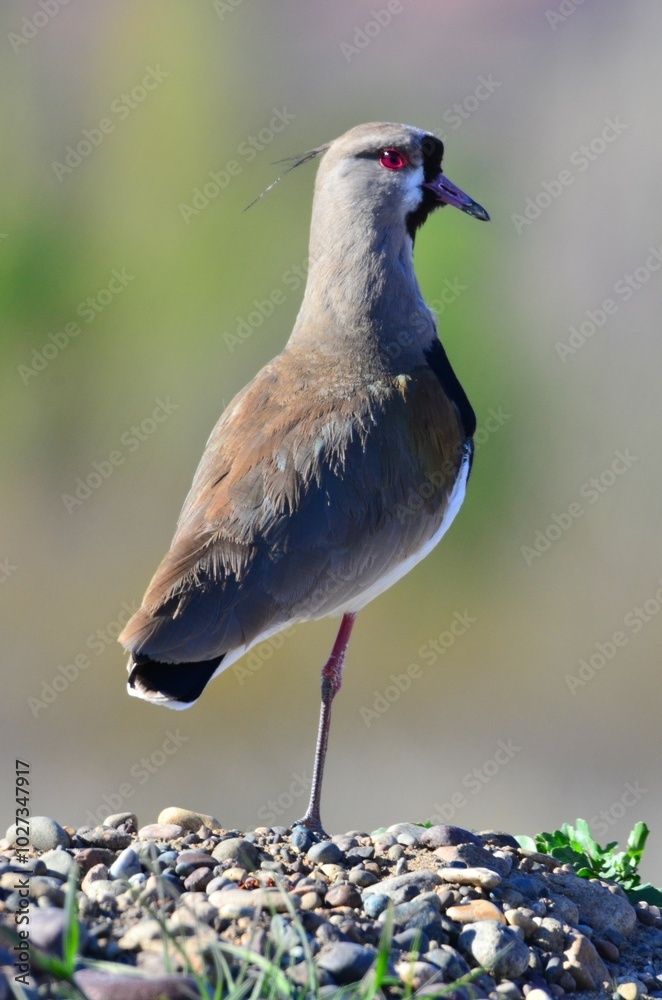 Photo & Art Print tero (vanellus chilensis), typical bird of wetlands ...