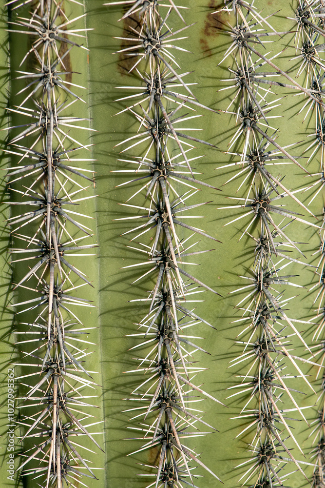 Close up photo of a saguaro cactus green trunk with columns of sharp ...
