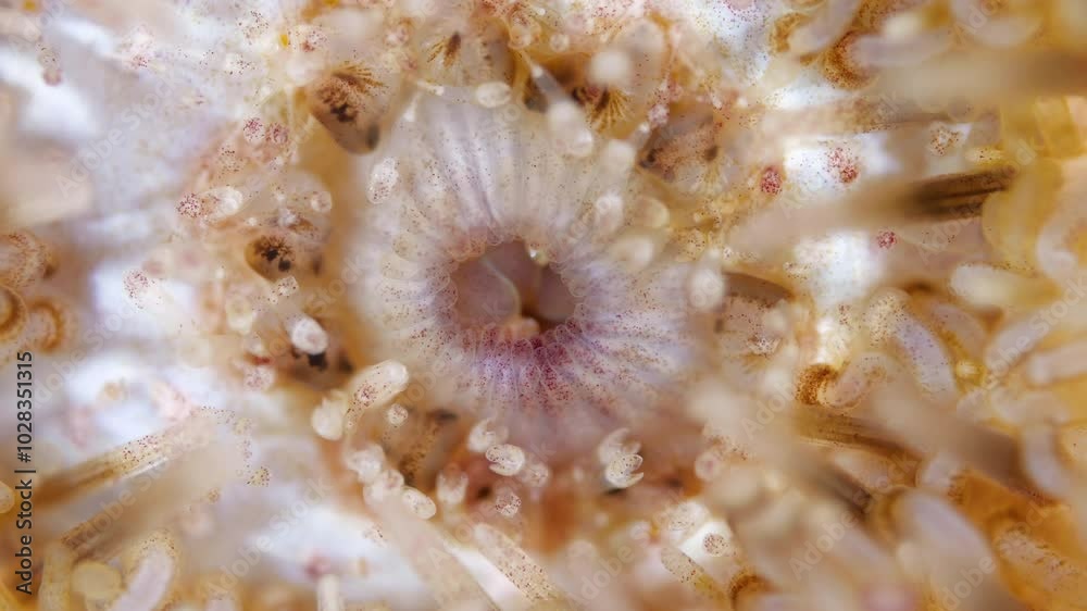 Oral side sea urchin strongylocentrotus pallidus under a microscope ...
