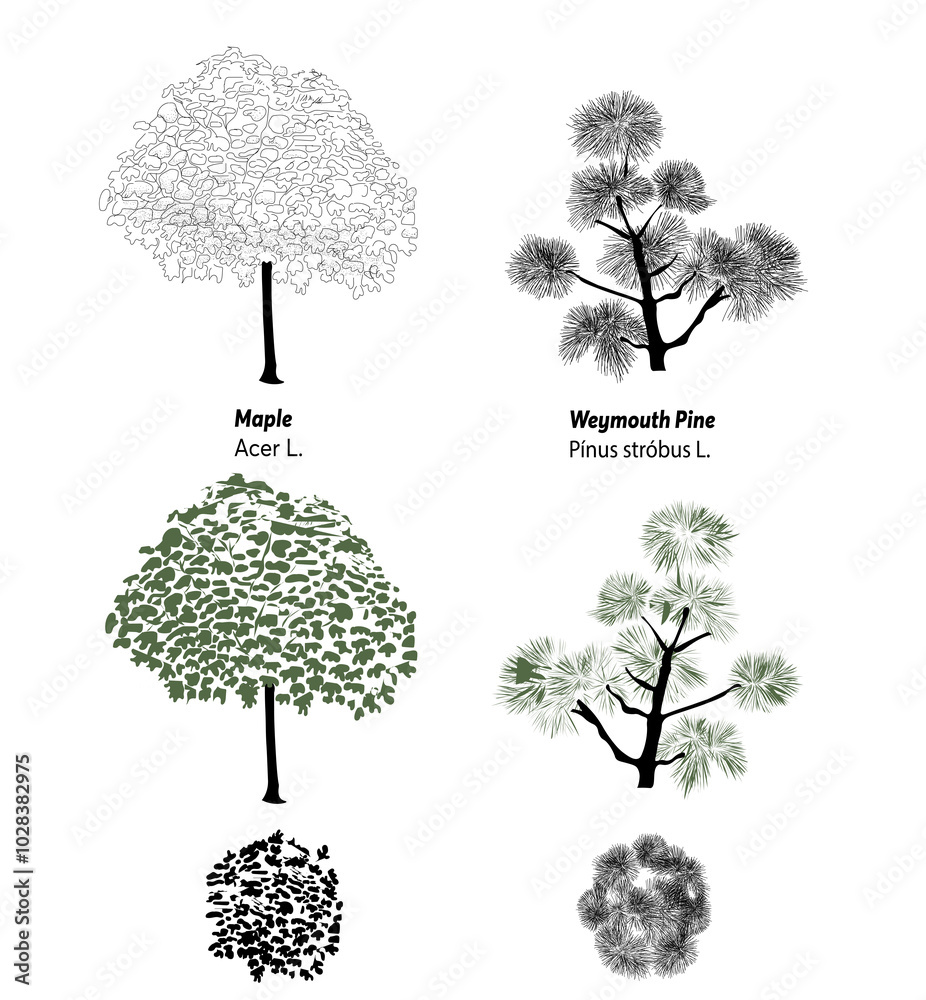 Illustrated set of types of shrubs and trees with labels, ideal for ...