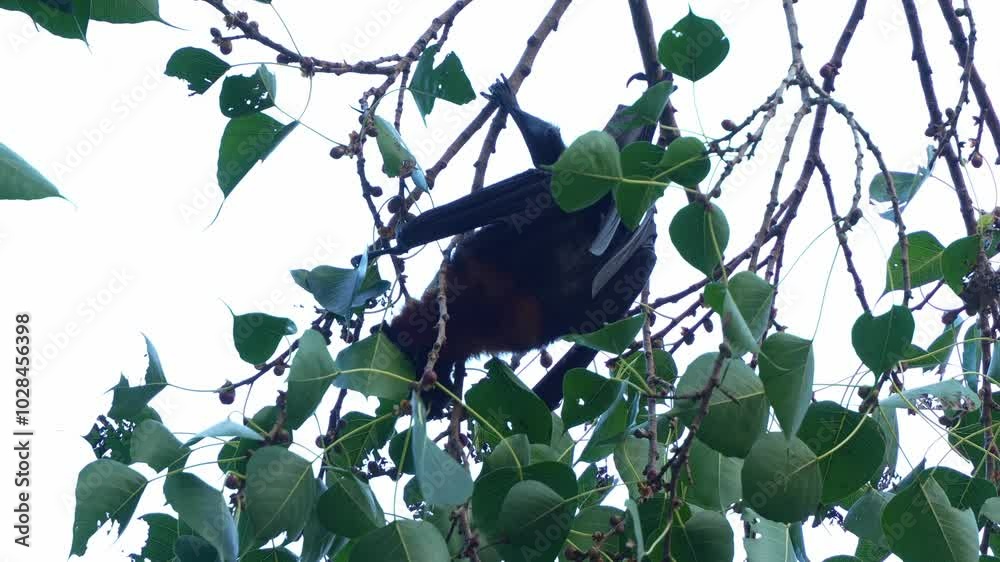 Close up shot of a little red flying-fox (pteropus scapulatus) hanging ...