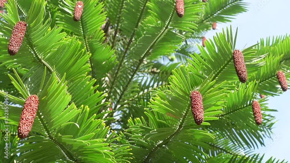 Wollemi pine tree with Cone shape pine tree flower in wind is breezing ...