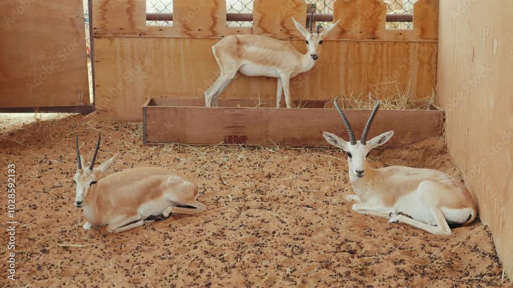 Footage of two deer resting and one eating at farm in Emirates Heritage ...