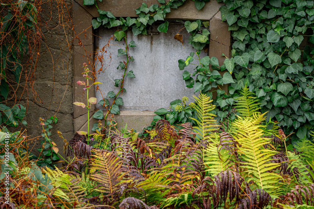 vine climbing up an old ruined wall in a cemetery. green ivy in autumn ...